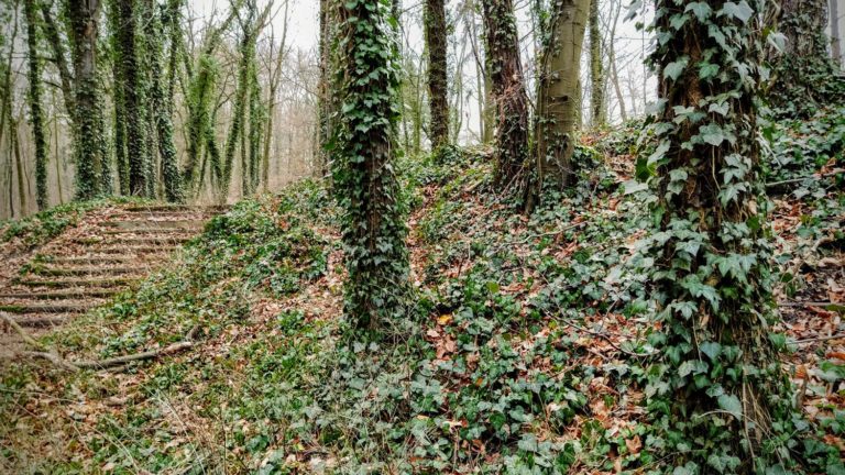 Foresta Umbra – A Dark Forest in the Heart of the Gargano National Park ...