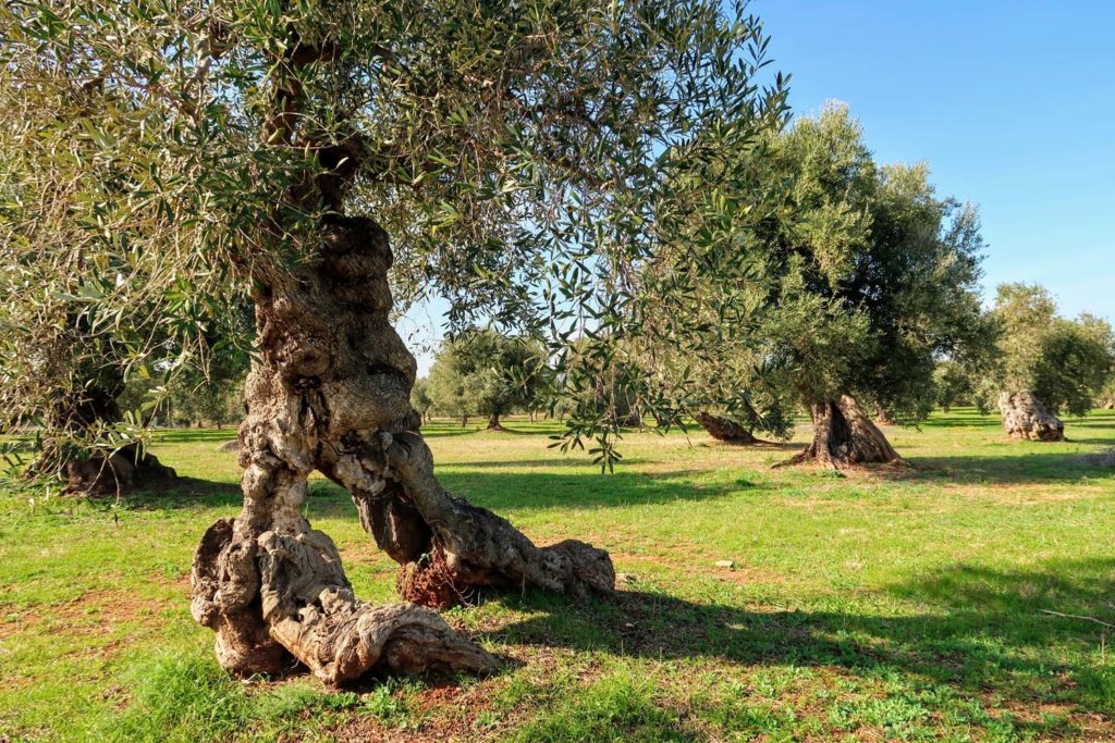 Gebiet mit monumentalen Olivenbäumen – Apulien – Gancarczyk